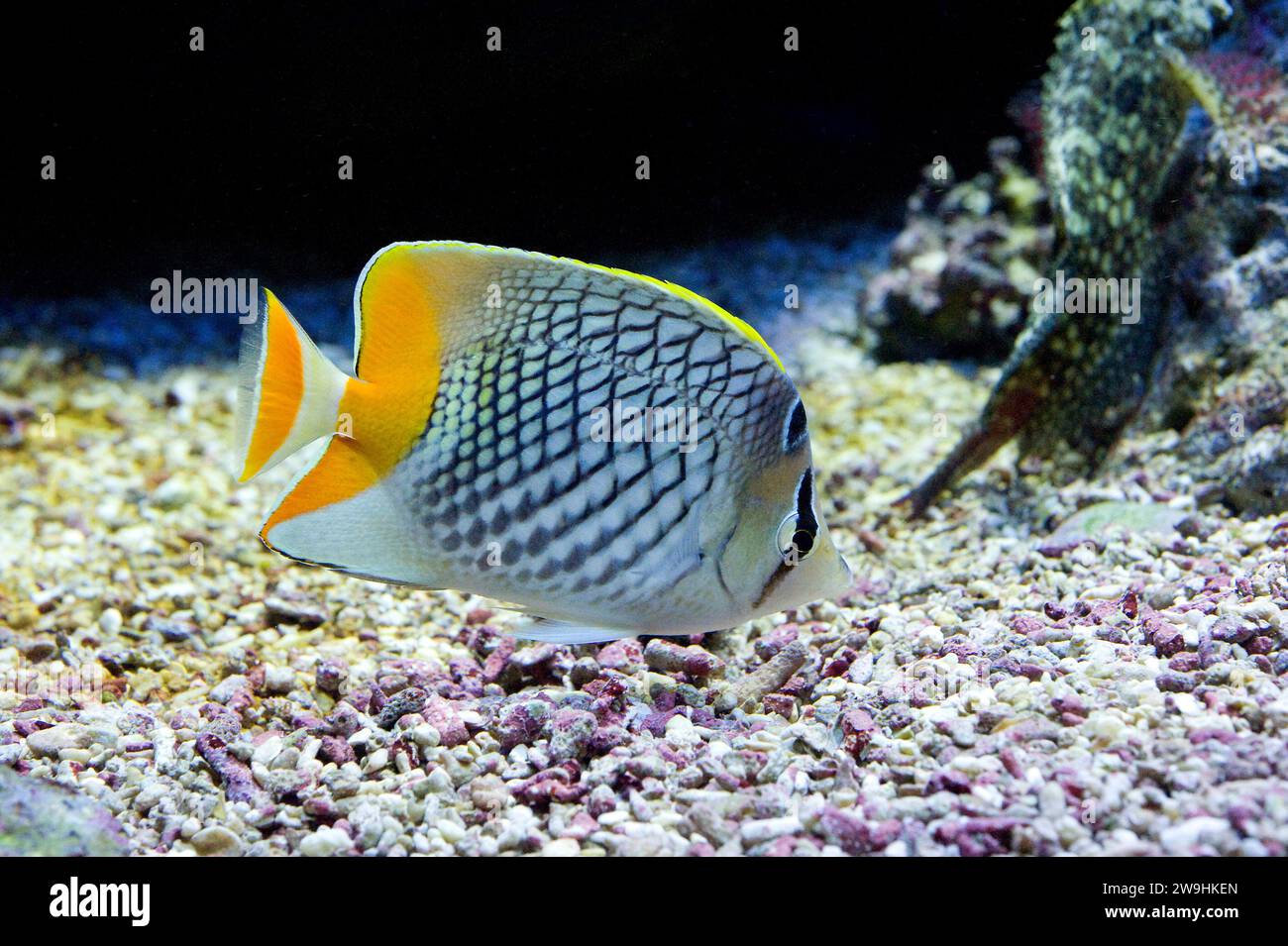 Pearlscale butterflyfish (Chaetodon xanthurus) is a marine fish native ...
