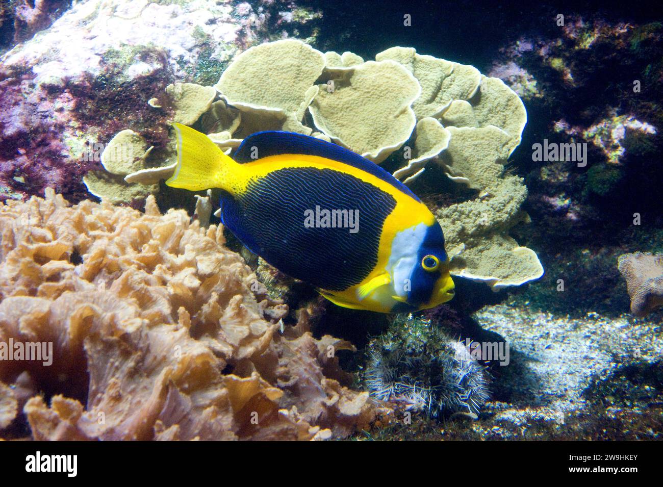 Scribbled angelfish (Chaetodontoplus duboulayi) is a marine fish native ...