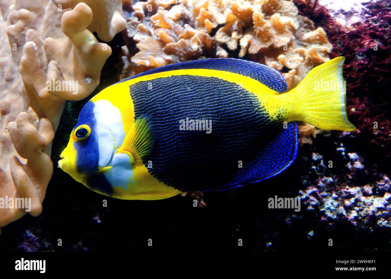 Scribbled angelfish (Chaetodontoplus duboulayi) is a marine fish native ...