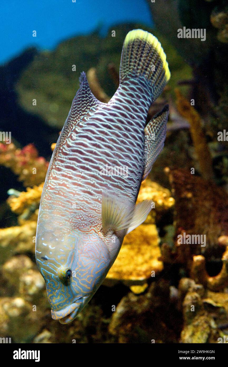 Napoleon fish (Cheilinus undulatus) is a marine fish native to tropical ...