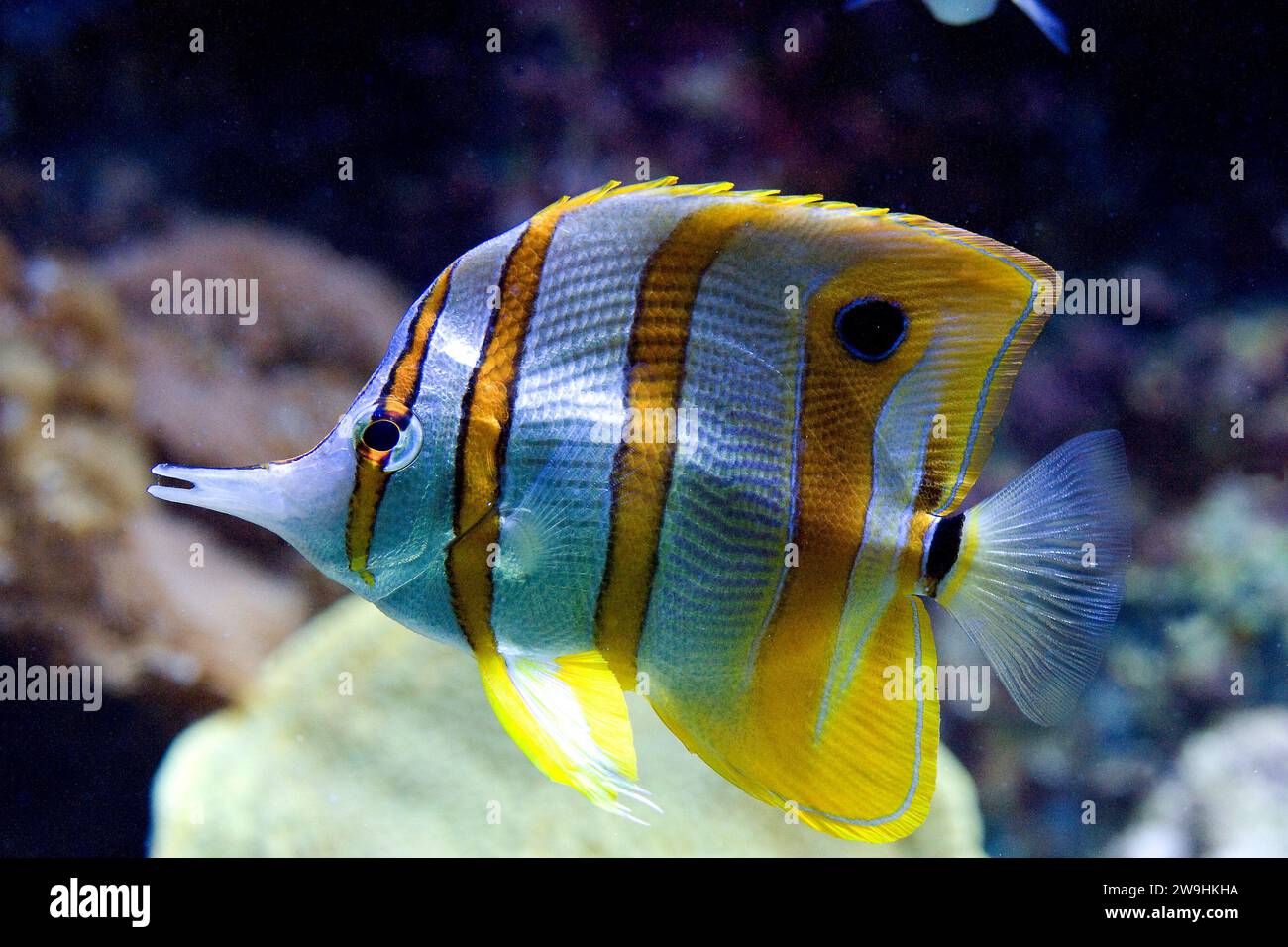Copperband butterflyfish (Chelmon rostratus) is a marine fish native to ...