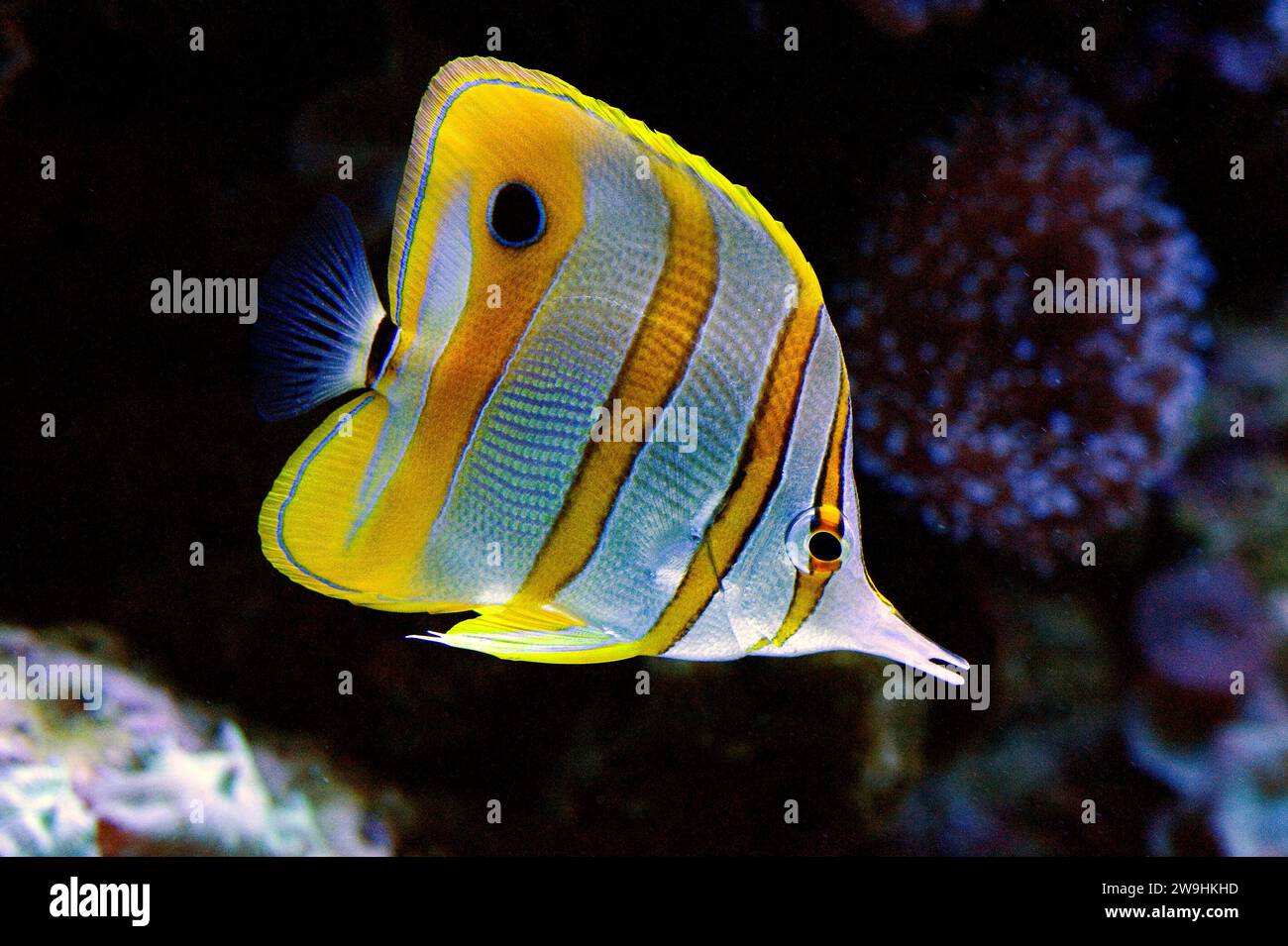 Copperband butterflyfish (Chelmon rostratus) is a marine fish native to ...