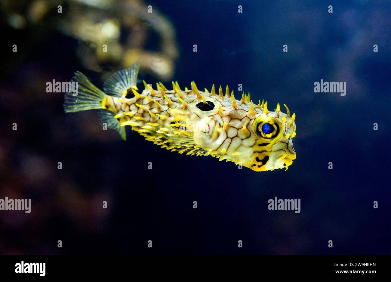 Striped burrfish (Chilomycterus schoepfi) is a marine fish native to ...