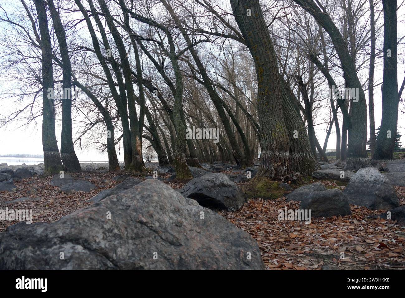 Non Exclusive: CHERKASY, UKRAINE - DECEMBER 21, 2023 - Trees grow next ...