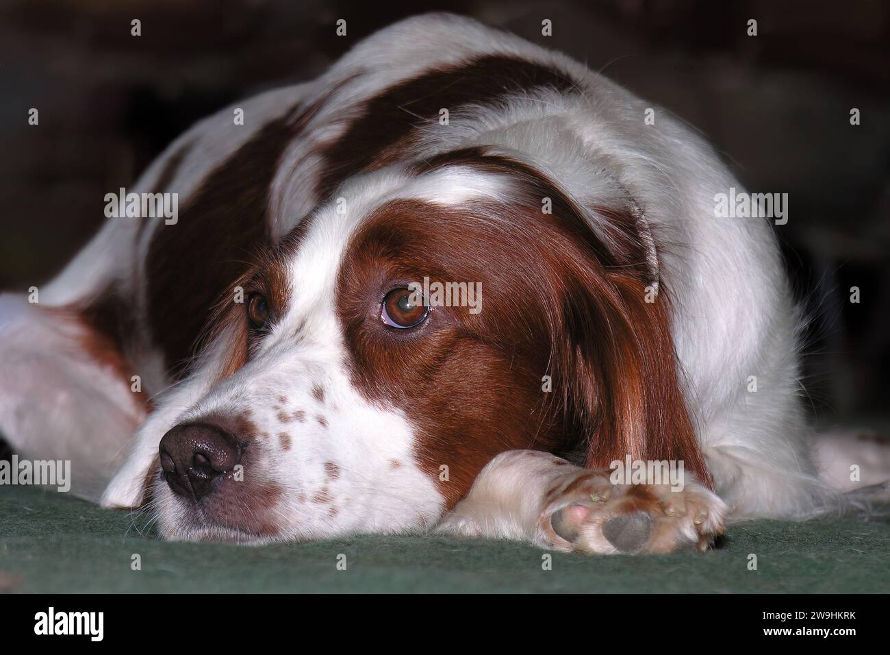 Irish Red and White Setter dog Stock Photo - Alamy