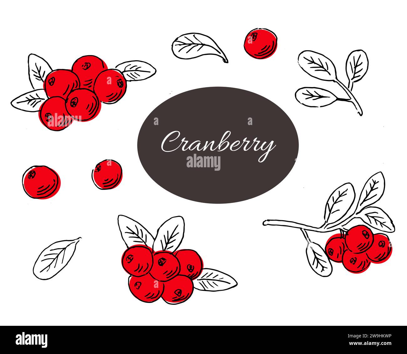 Cranberries pattern Stock Vector Images - Alamy