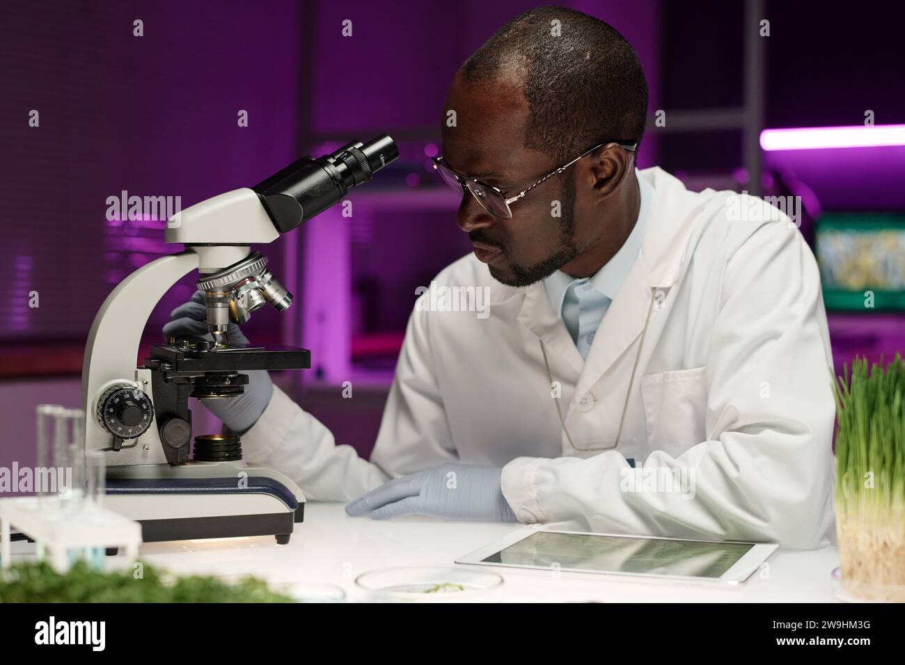 African american biologist placing herb under microscope magnification ...
