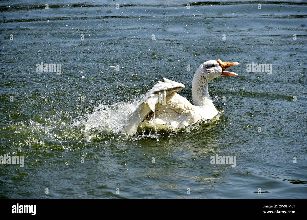 Guwahati, Guwahati, India. 27th Dec, 2023. A swan spread its wings at ...
