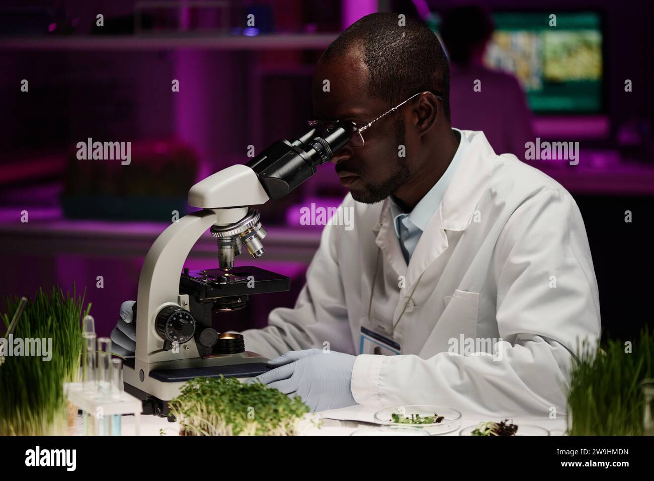 Black laboratory worker looking through microscope working at his desk ...