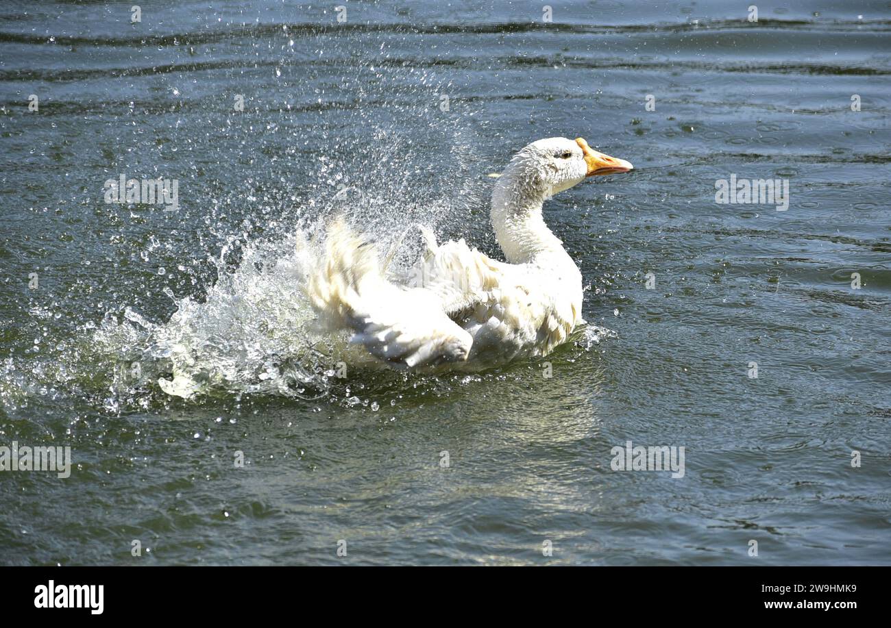 Guwahati, Guwahati, India. 27th Dec, 2023. A swan spread its wings at ...