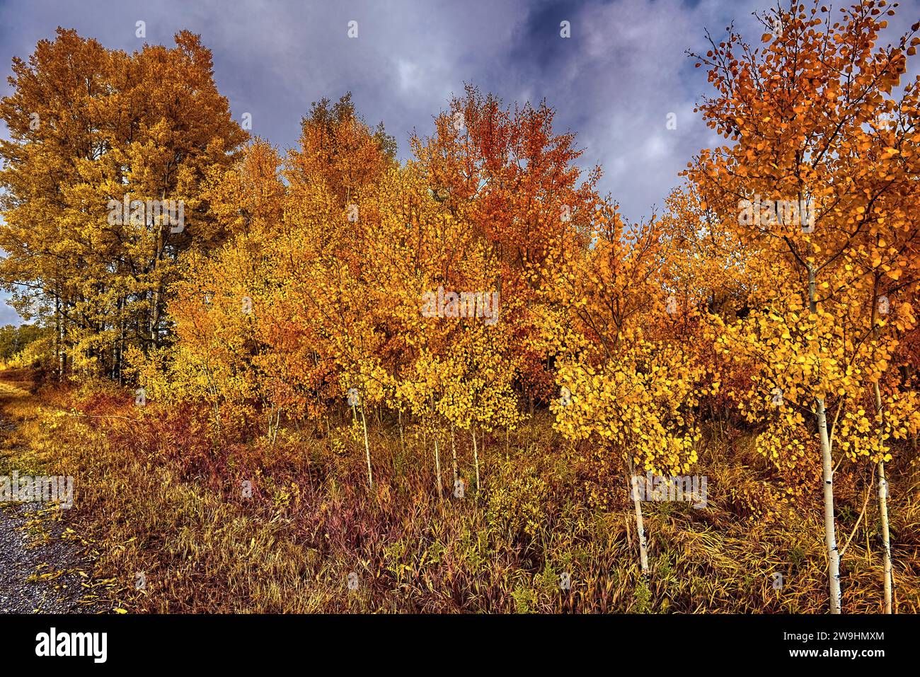 Orange and yellow autumn trees in full color in the countryside in ...