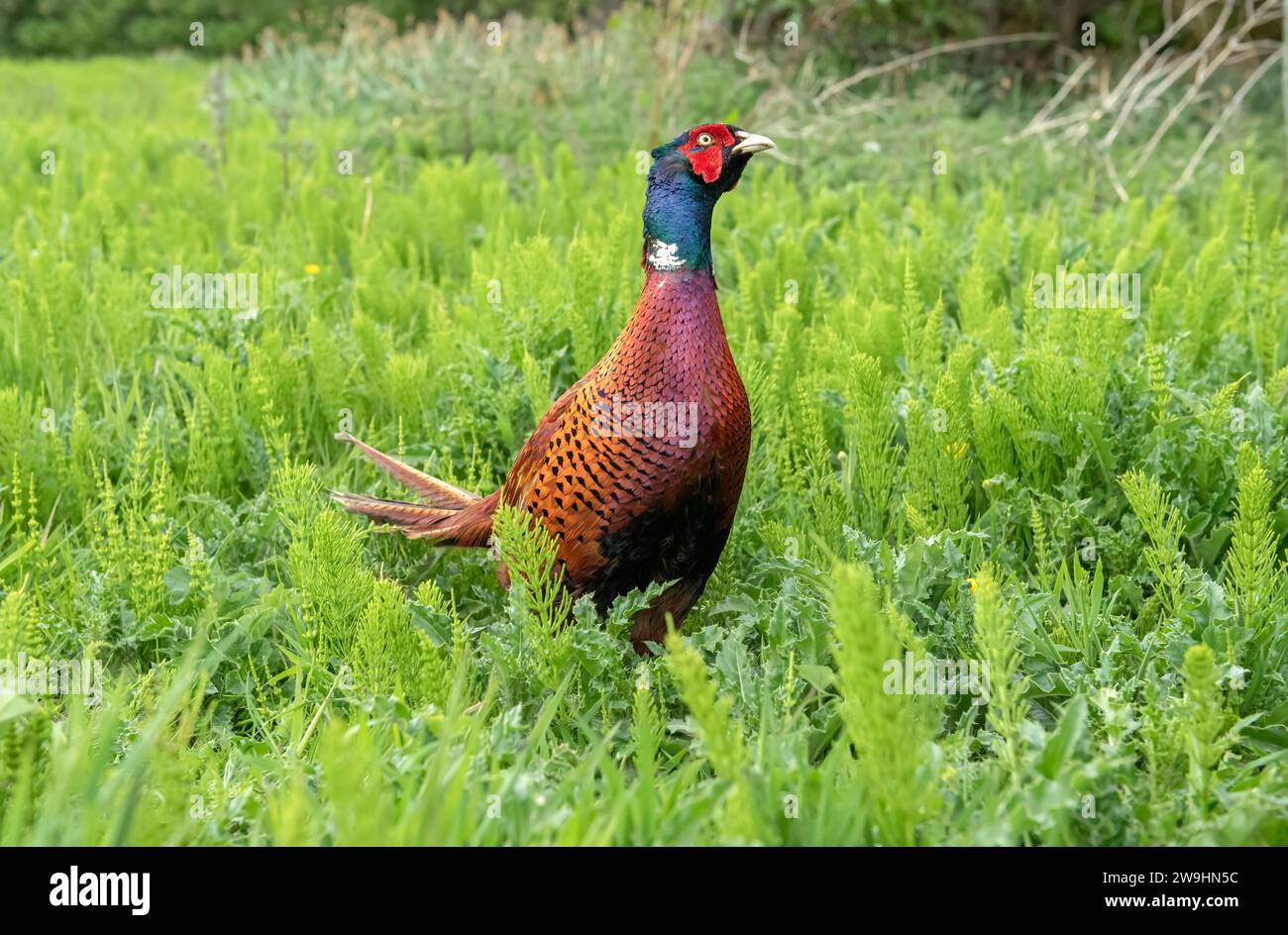 Common pheasant scotland hi-res stock photography and images - Alamy