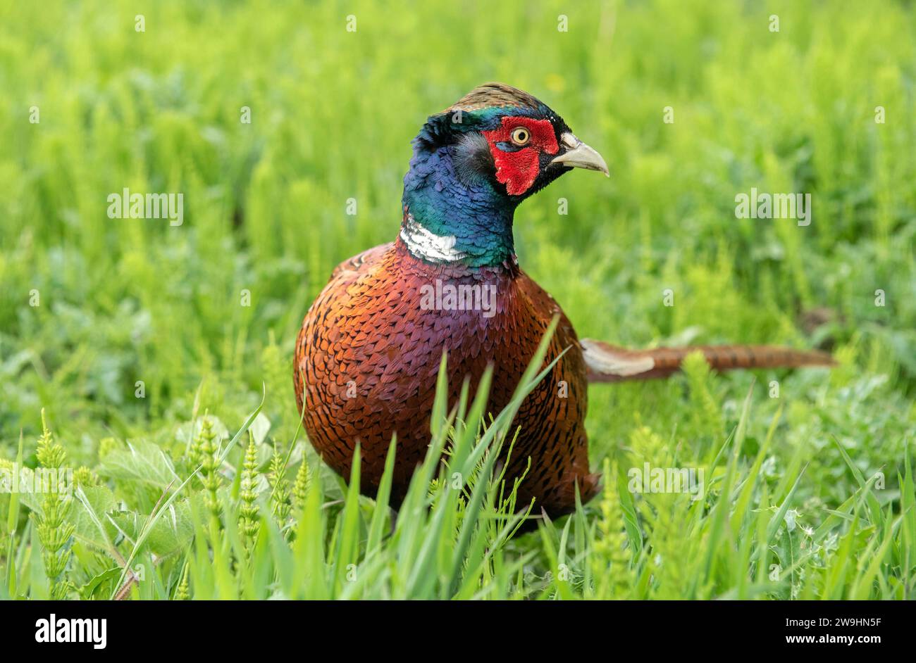 Common pheasant scotland hi-res stock photography and images - Alamy