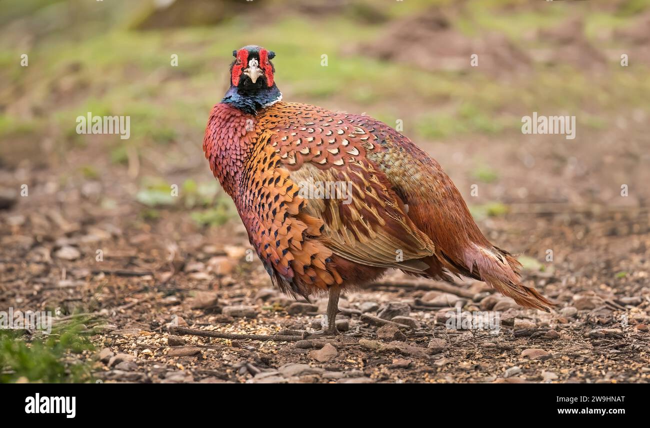Pheasant, close-up in a woodland setting Stock Photo - Alamy