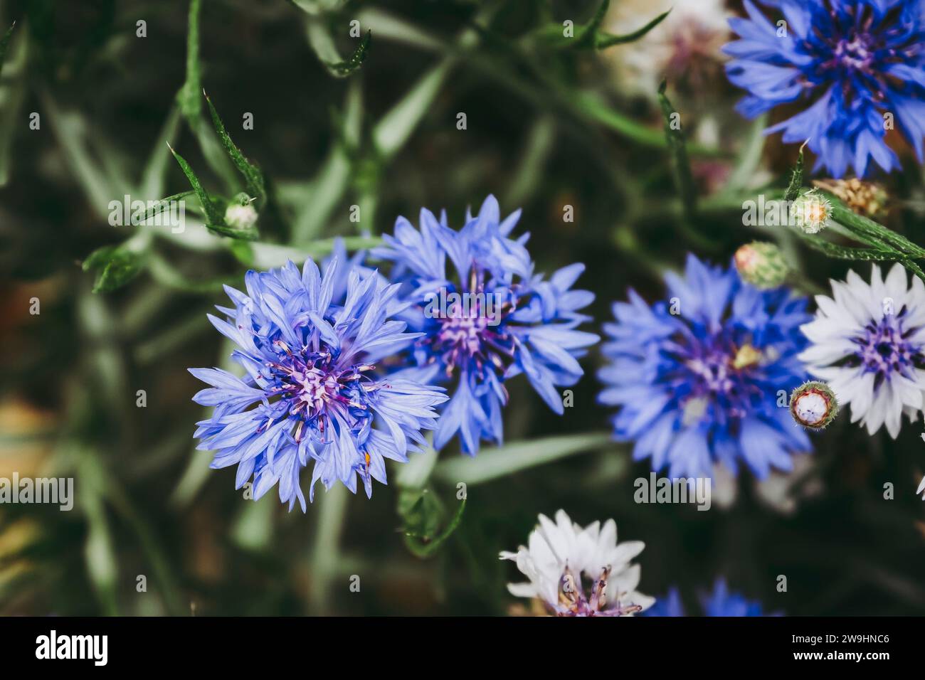Wild carnation hi-res stock photography and images - Alamy