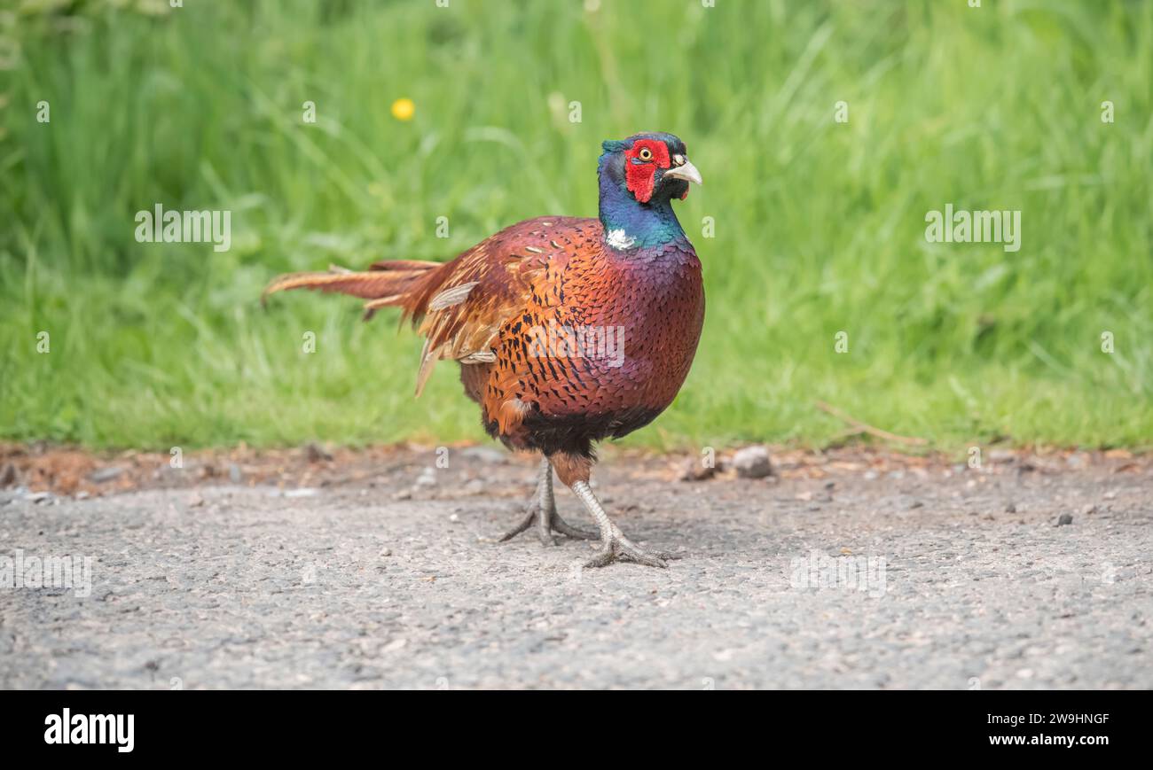Pheasant, male on a path, close up Stock Photo - Alamy