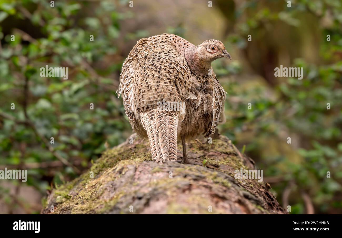 Pheasant, female, on a tree trunk, in a forest Stock Photo - Alamy