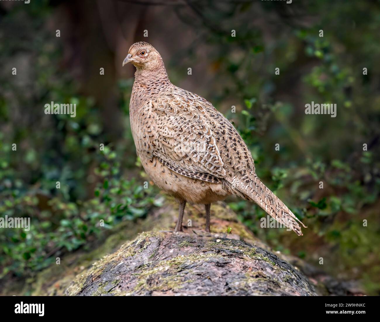 Pheasant in a tree hi-res stock photography and images - Alamy