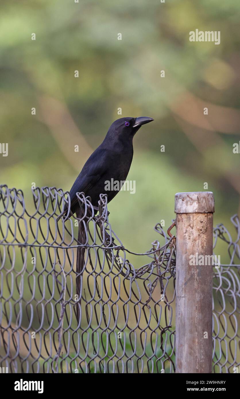 Piapiac (Ptilostomus afer) adult perched on fence Shai Hills, Ghana ...