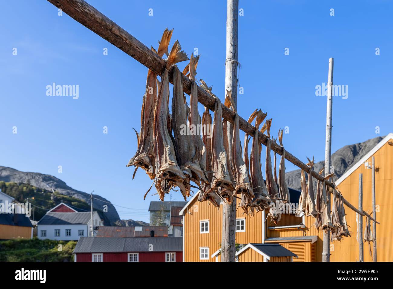 Dried cod on a rack in Lofoten village, with colorful wooden houses and ...