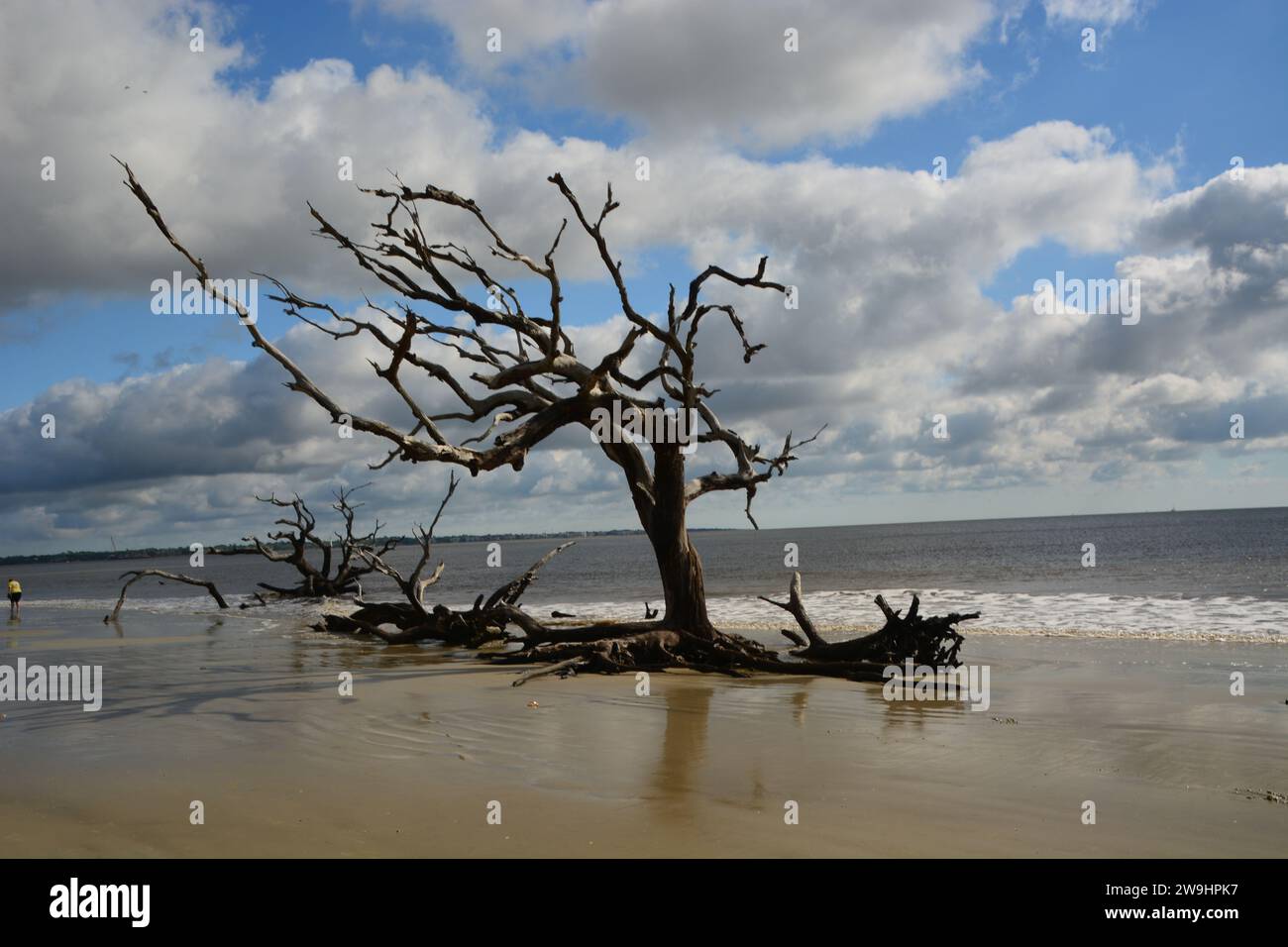300 year old dead trees on Driftwood Beach, Jekyll Island, Georgia USA ...
