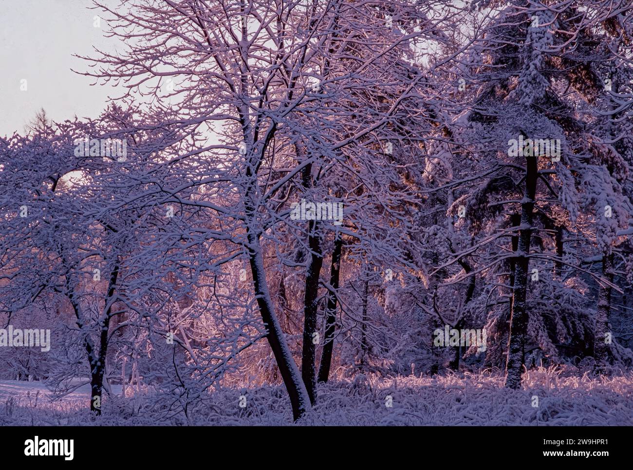 Early morning pink sunrise light in cold winter air lights up the ...