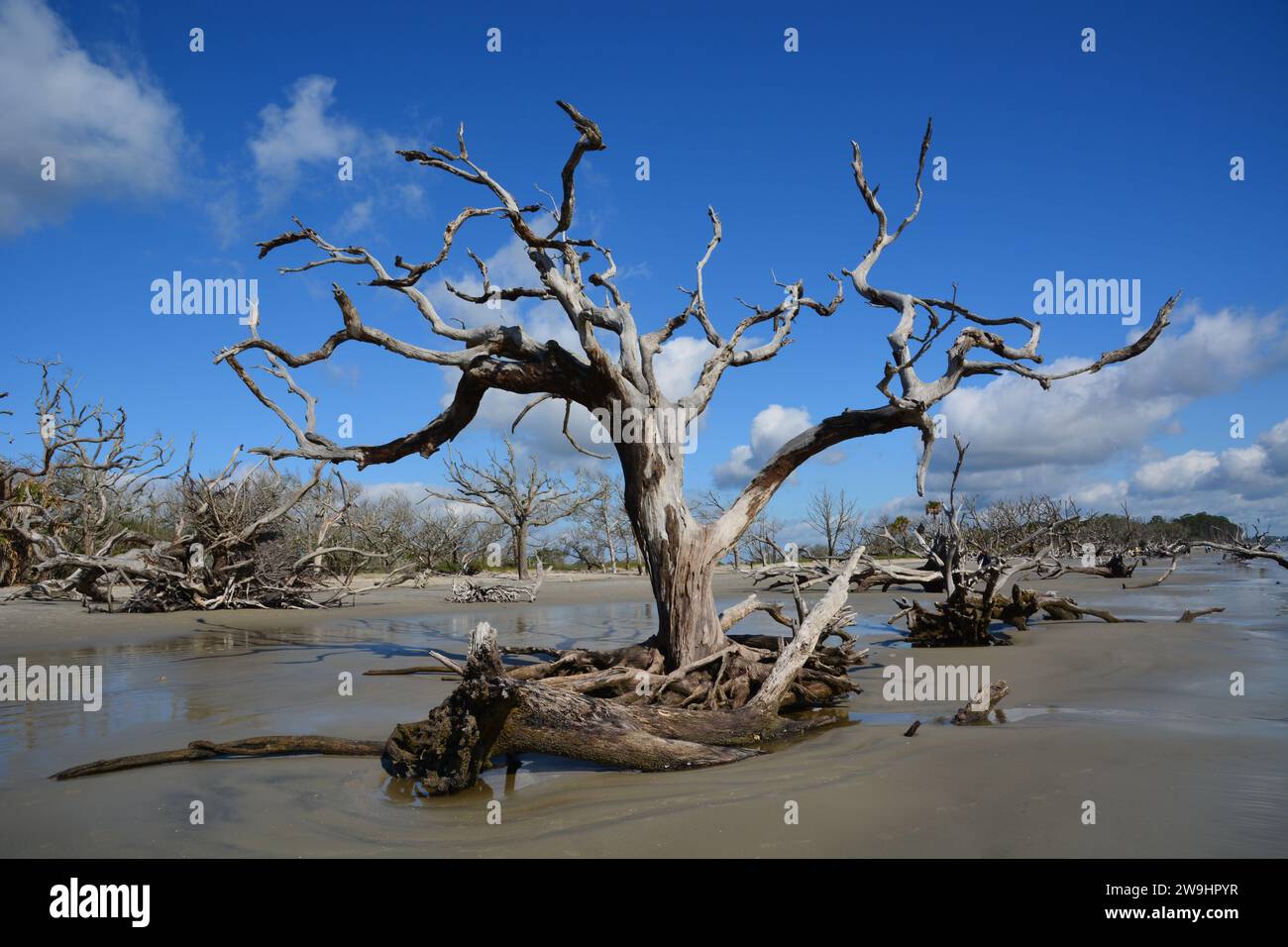 300 year old dead trees on Driftwood Beach, Jekyll Island, Georgia USA ...