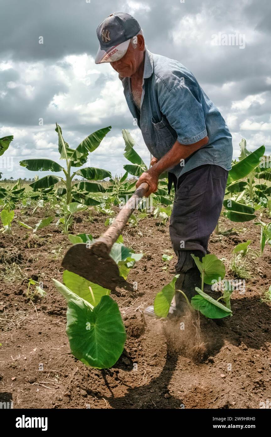 Cuban farmer working in field or plantation.Front view of a farmer ...