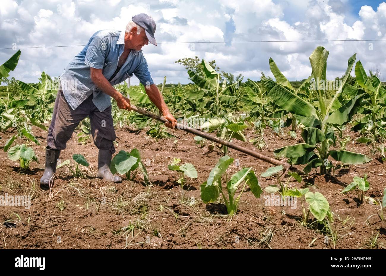 A Cuban farmer is working in fields or plantations Stock Photo - Alamy