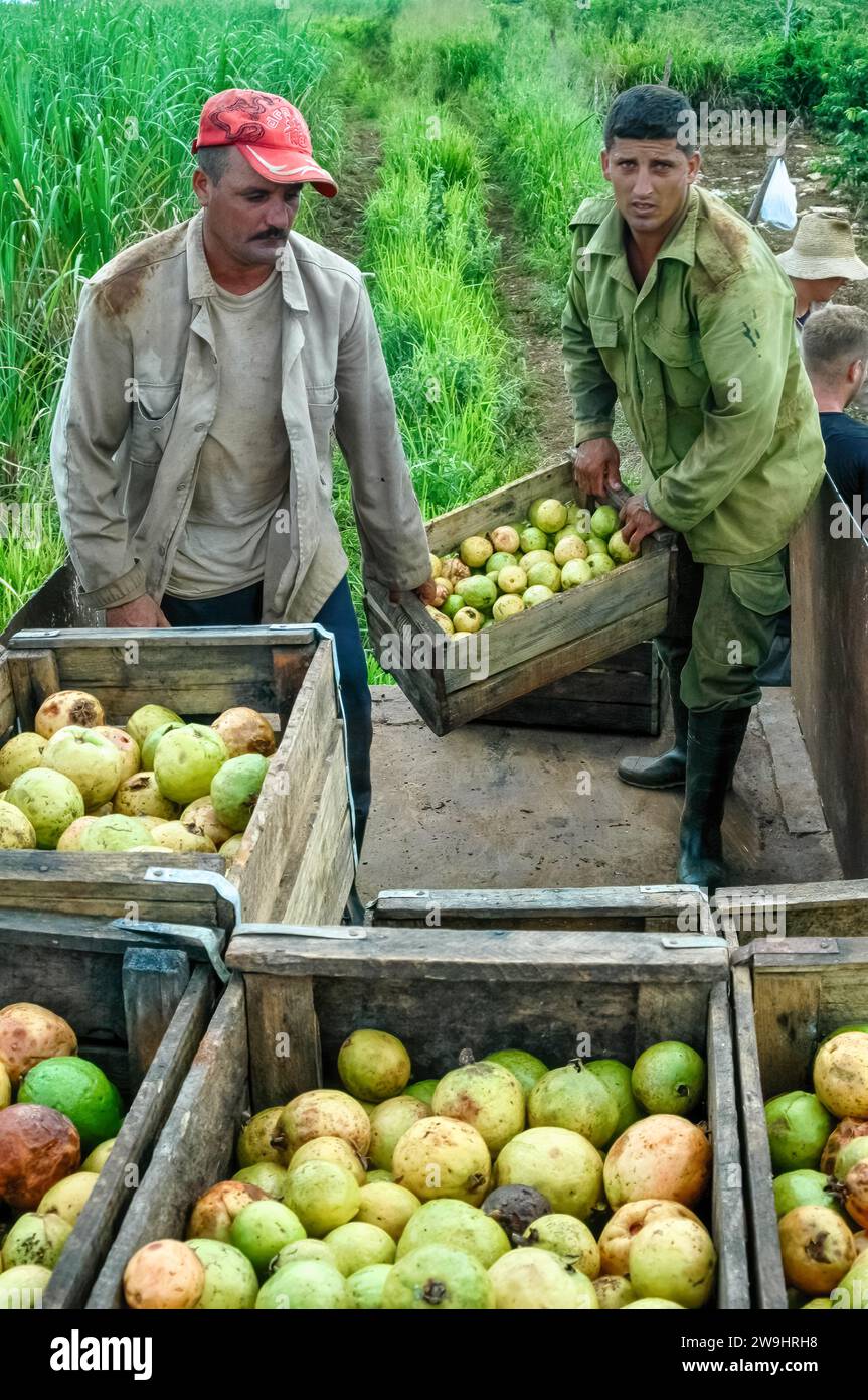 Guava farm hi-res stock photography and images - Alamy
