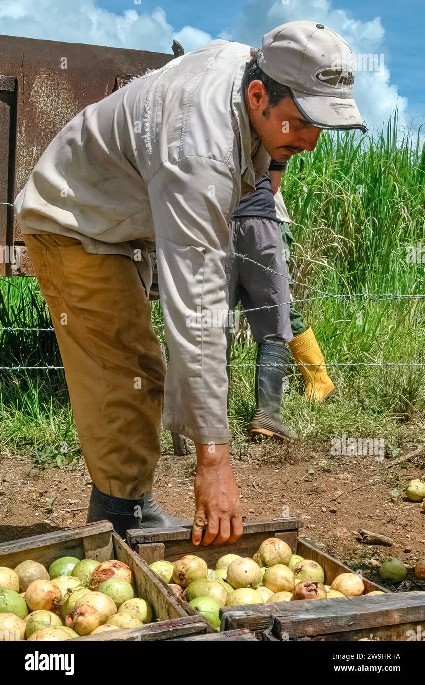 Guava farm hi-res stock photography and images - Alamy