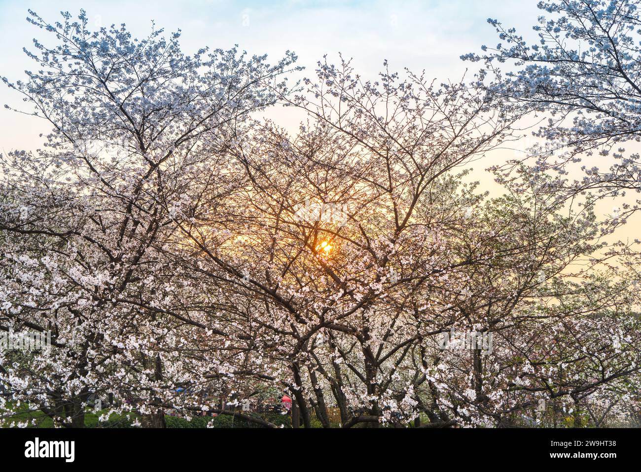 The sunset is the background, the white cherry blossom trees are the ...