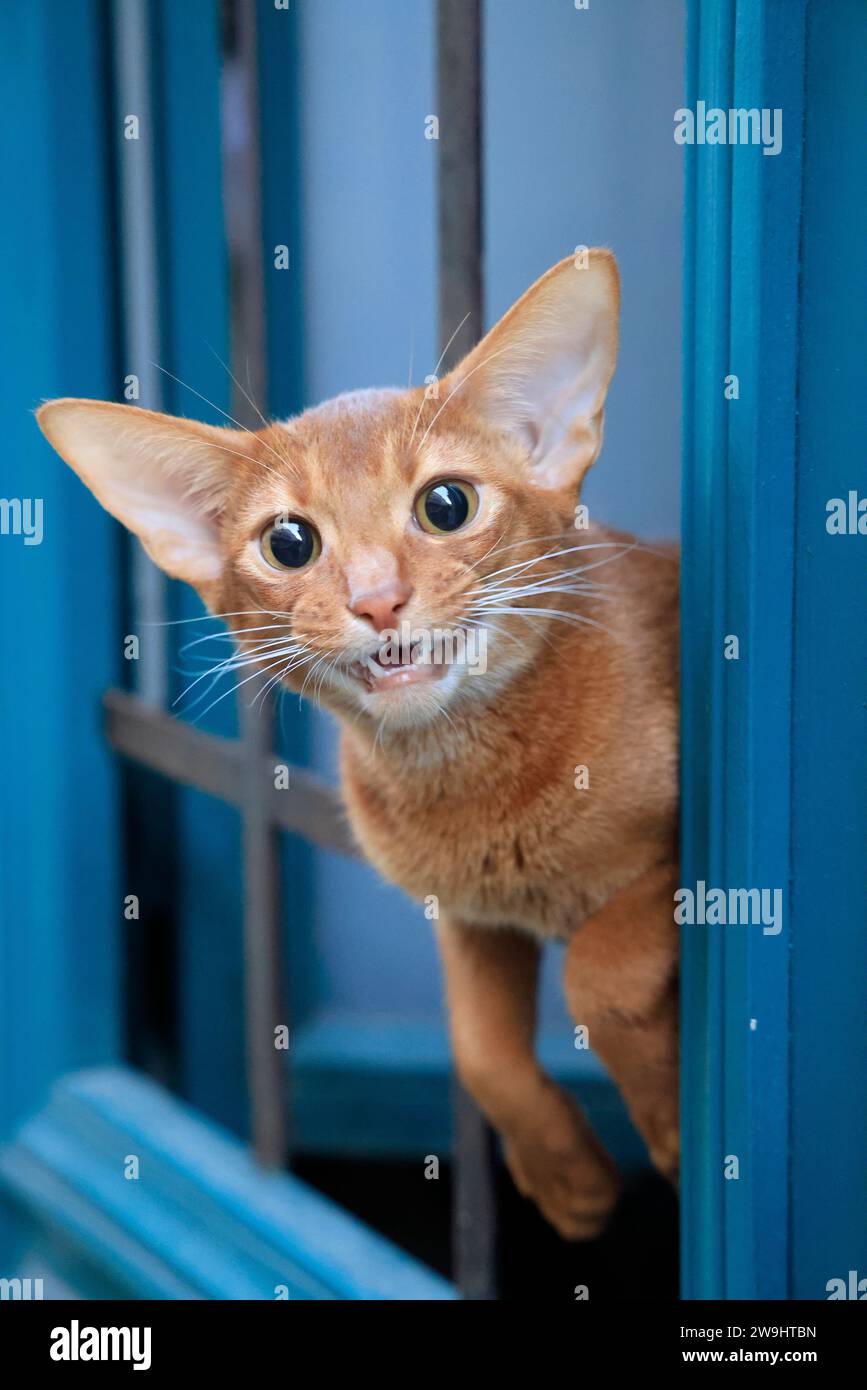 Abyssinian cat (eight months old), also called bunny cat, or sometimes ...