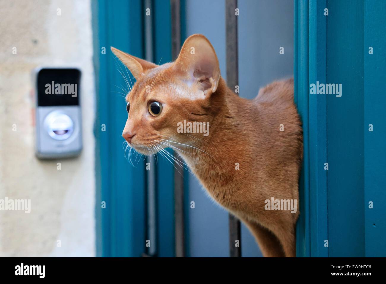 Abyssinian cat (eight months old), also called bunny cat, or sometimes ...