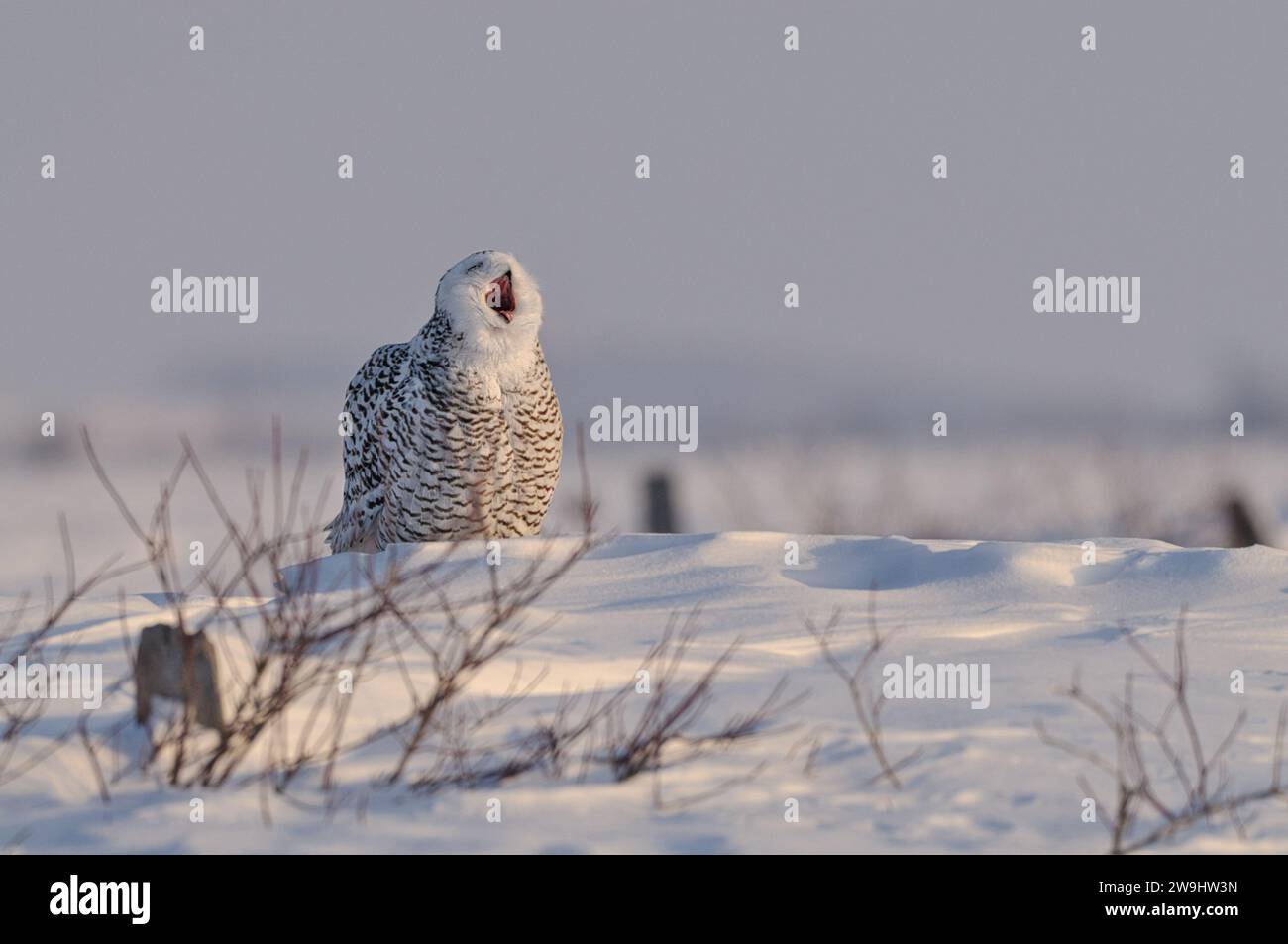 Snowy Owl in winter who hunts Stock Photo - Alamy