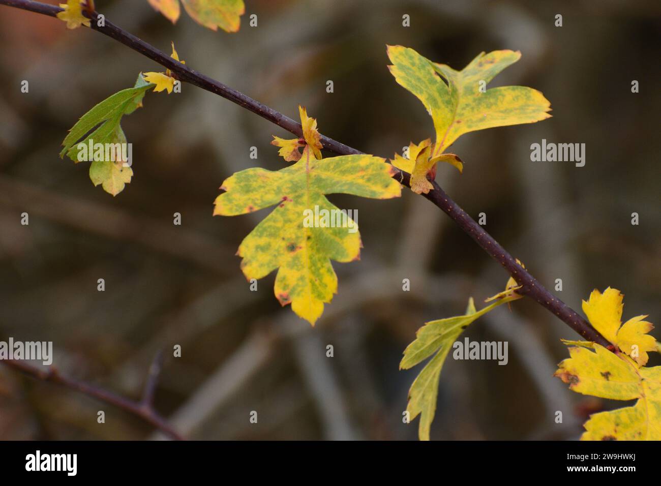 Common hawthorn leaf hi-res stock photography and images - Alamy