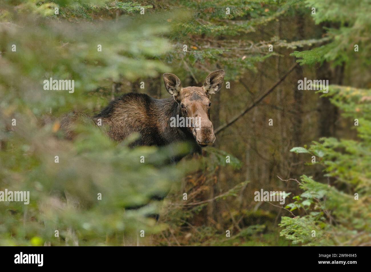 Female moose hi-res stock photography and images - Alamy