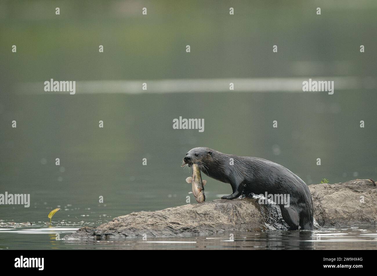 North American river Potter eating a fish on a rock Stock Photo - Alamy