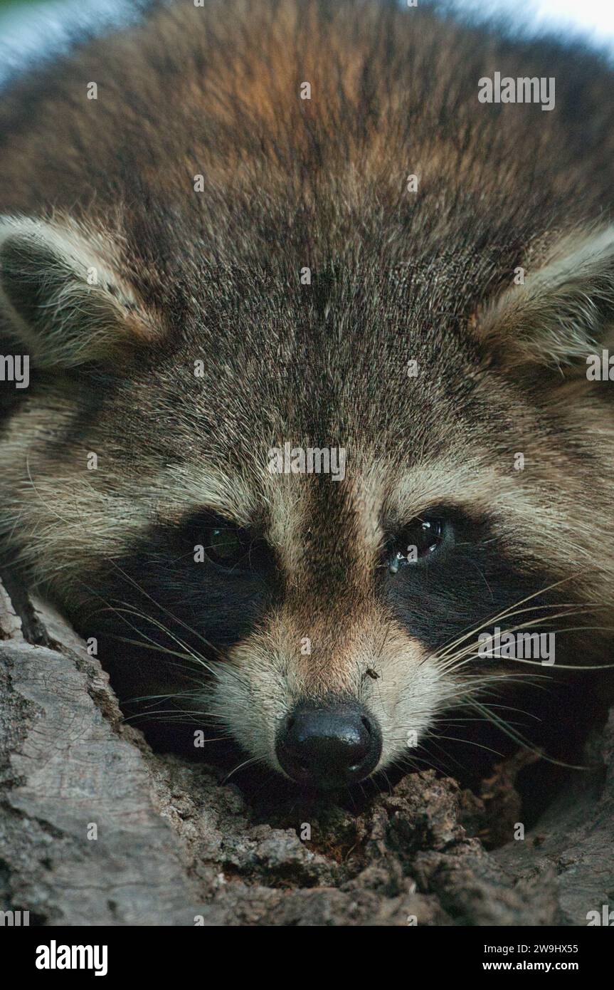 Common raccon hi-res stock photography and images - Alamy