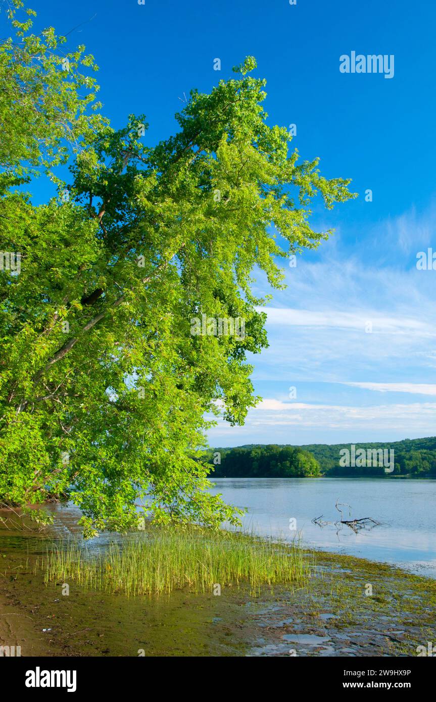 Tree along Connecticut River, Haddam Meadows State Park, Connecticut ...