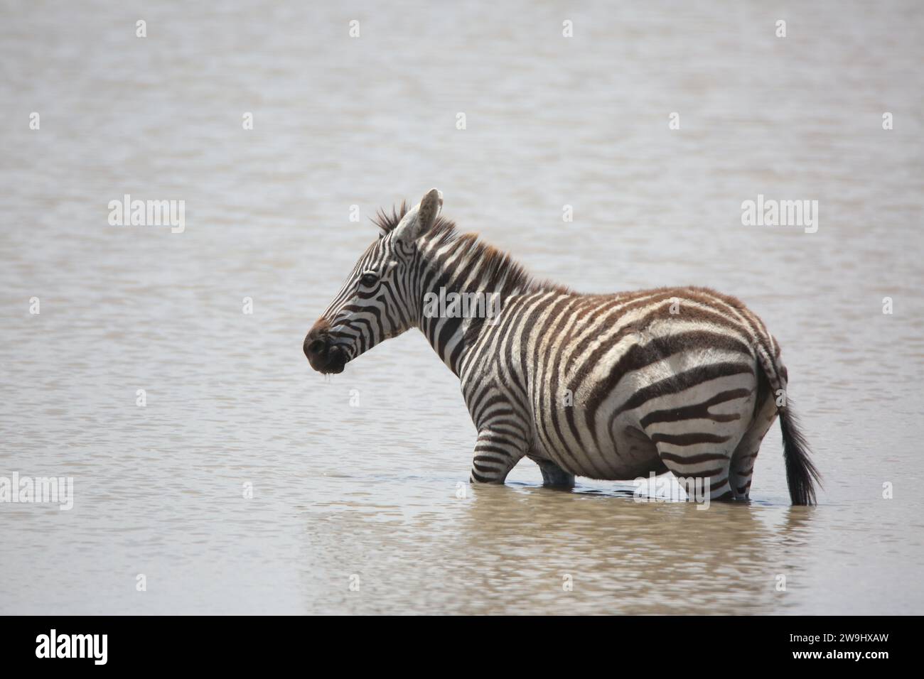 zebra wades in a river Stock Photo - Alamy
