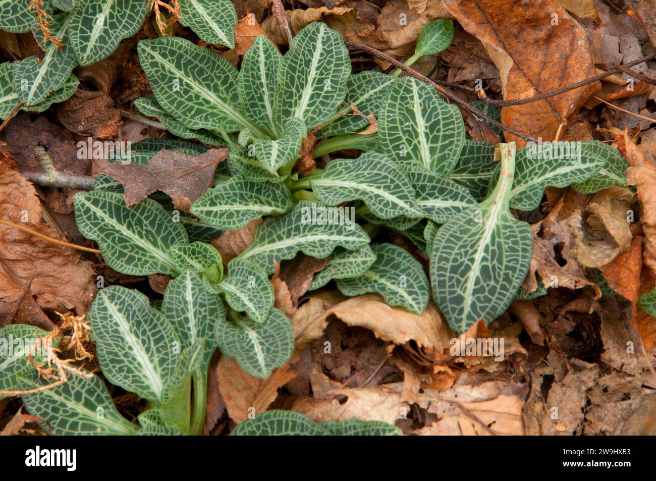 Orchid, Cockaponset State Forest, Connecticut Stock Photo - Alamy