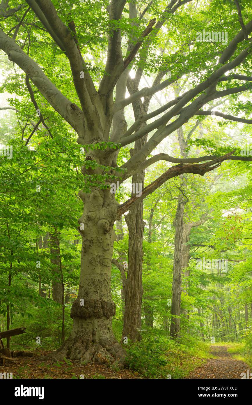 American beech, Cromwell Meadows Wildlife Management Area, Connecticut ...
