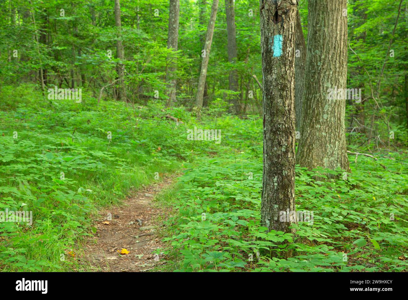Connecticut state forest hi-res stock photography and images - Alamy