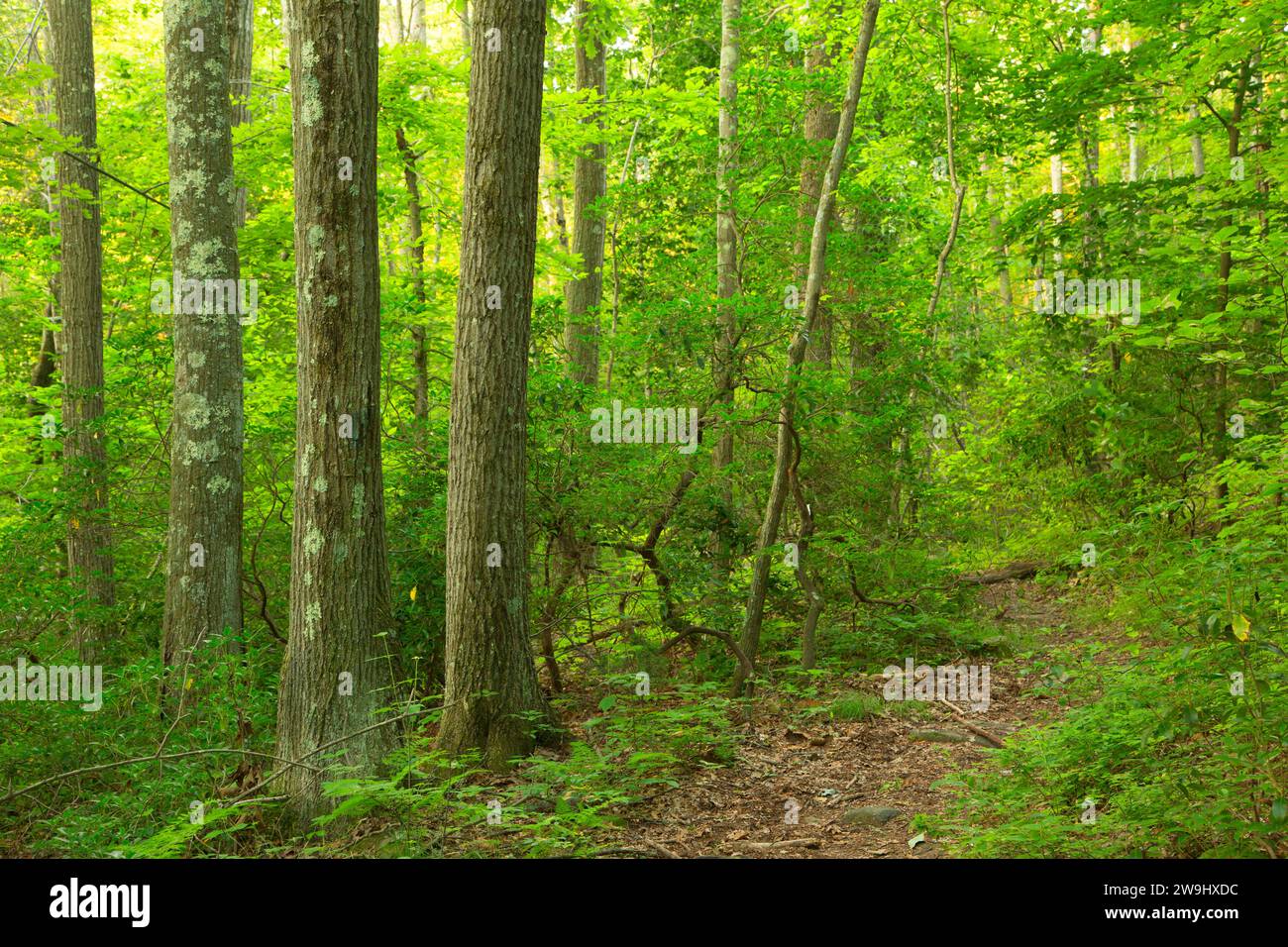 Cockaponset Trail, Cockaponset State Forest, Connecticut Stock Photo ...