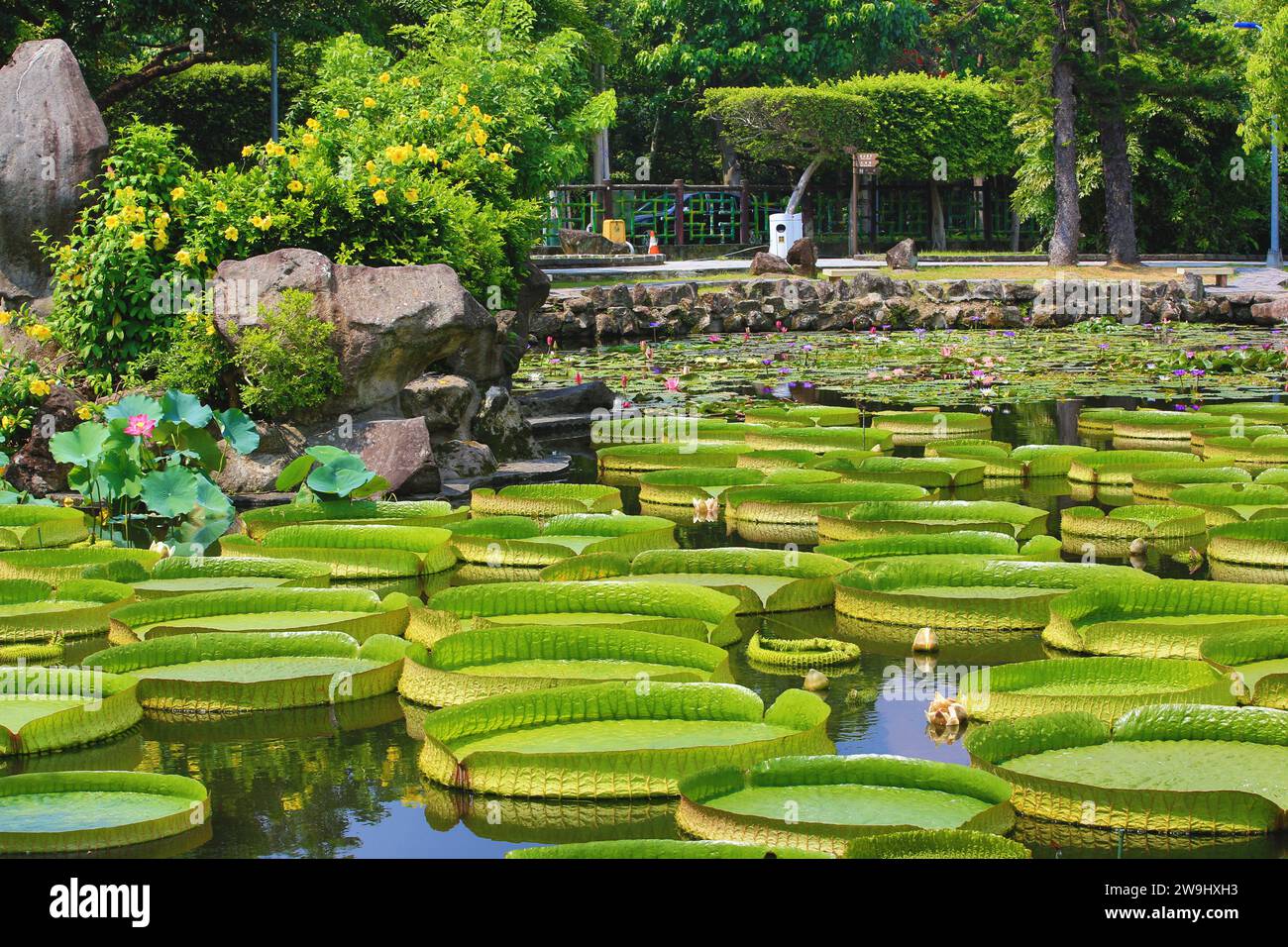 park Scenery with Santa Cruz Waterlily or Giant Waterlily or Water ...