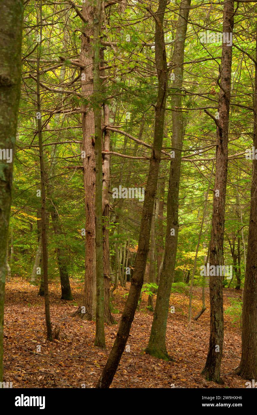 Forest along Zoar Trail, Paugussett State Forest, Connecticut Stock ...