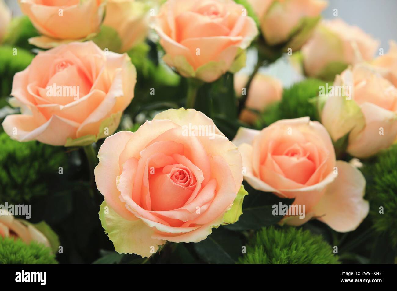 romantic fresh colorful Roses blooming in the garden Stock Photo - Alamy