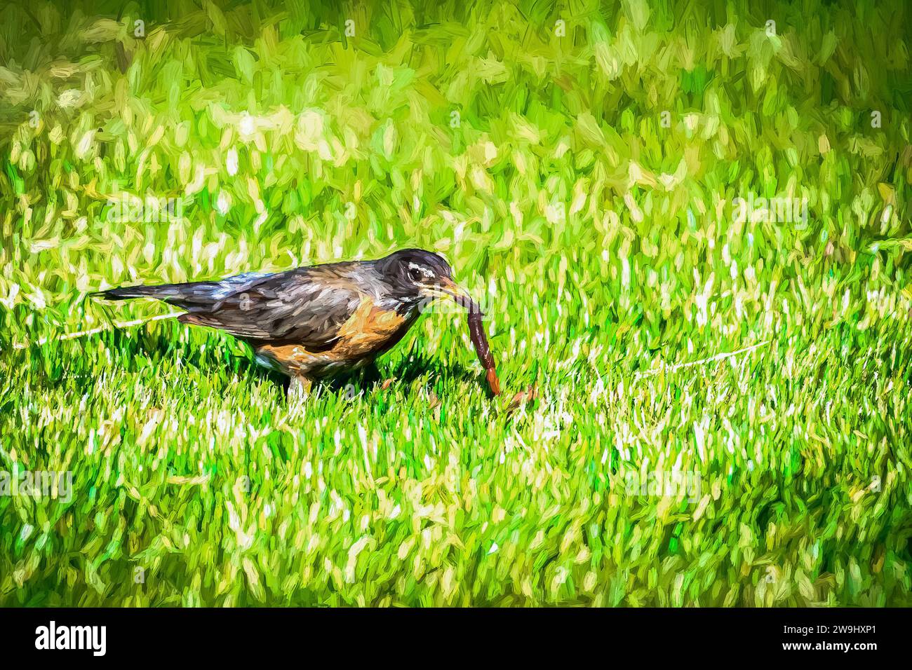 American Robin pulling a slimy worm from the ground in urban park on a ...
