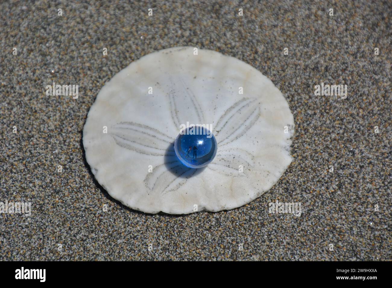 Original art by me. White Sand Dollar with a blue marble on a sandy ...